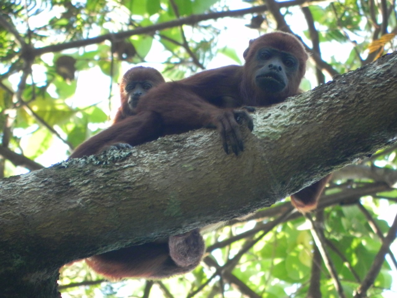 Monkey Forest Tales: How monkeys sleep? – zocayproject