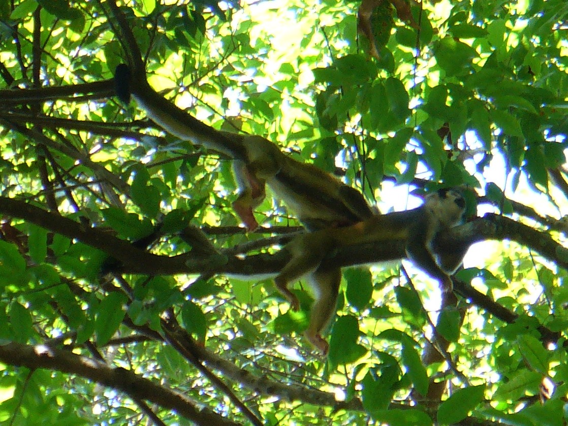 Monkey Forest Tales: How monkeys sleep? – zocayproject
