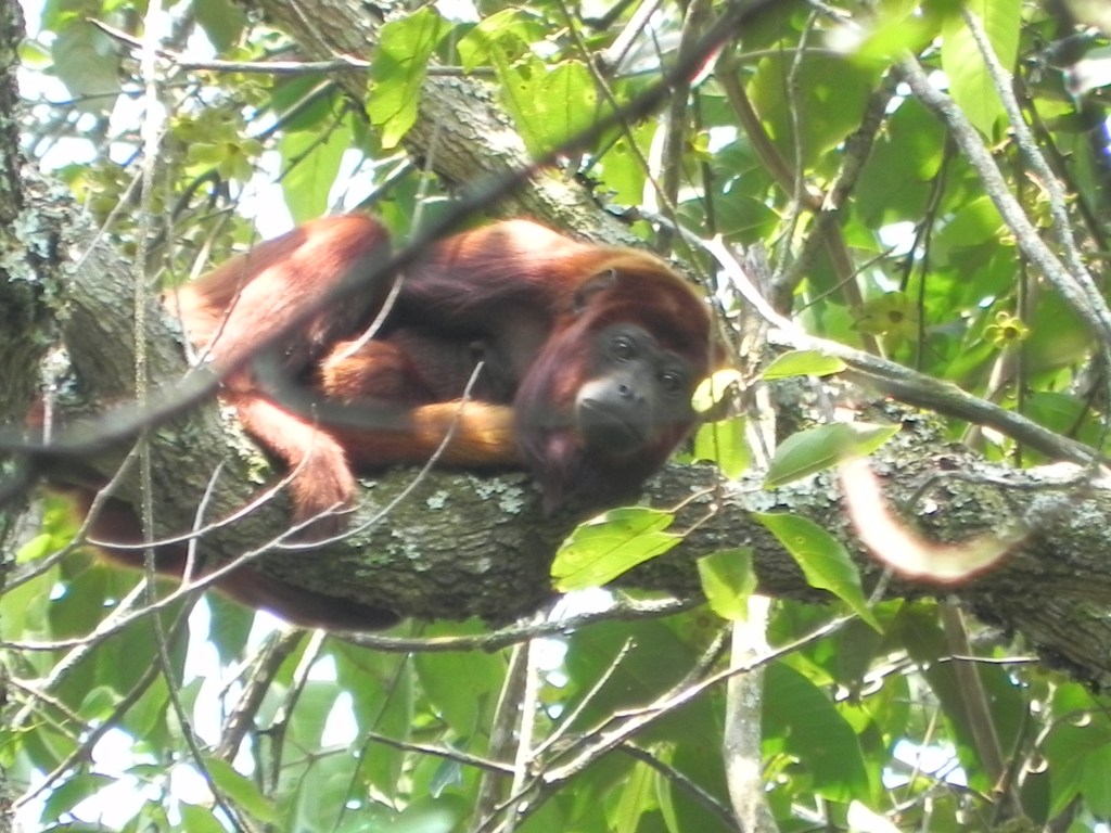 Monkey Forest Tales: How monkeys sleep? – zocayproject