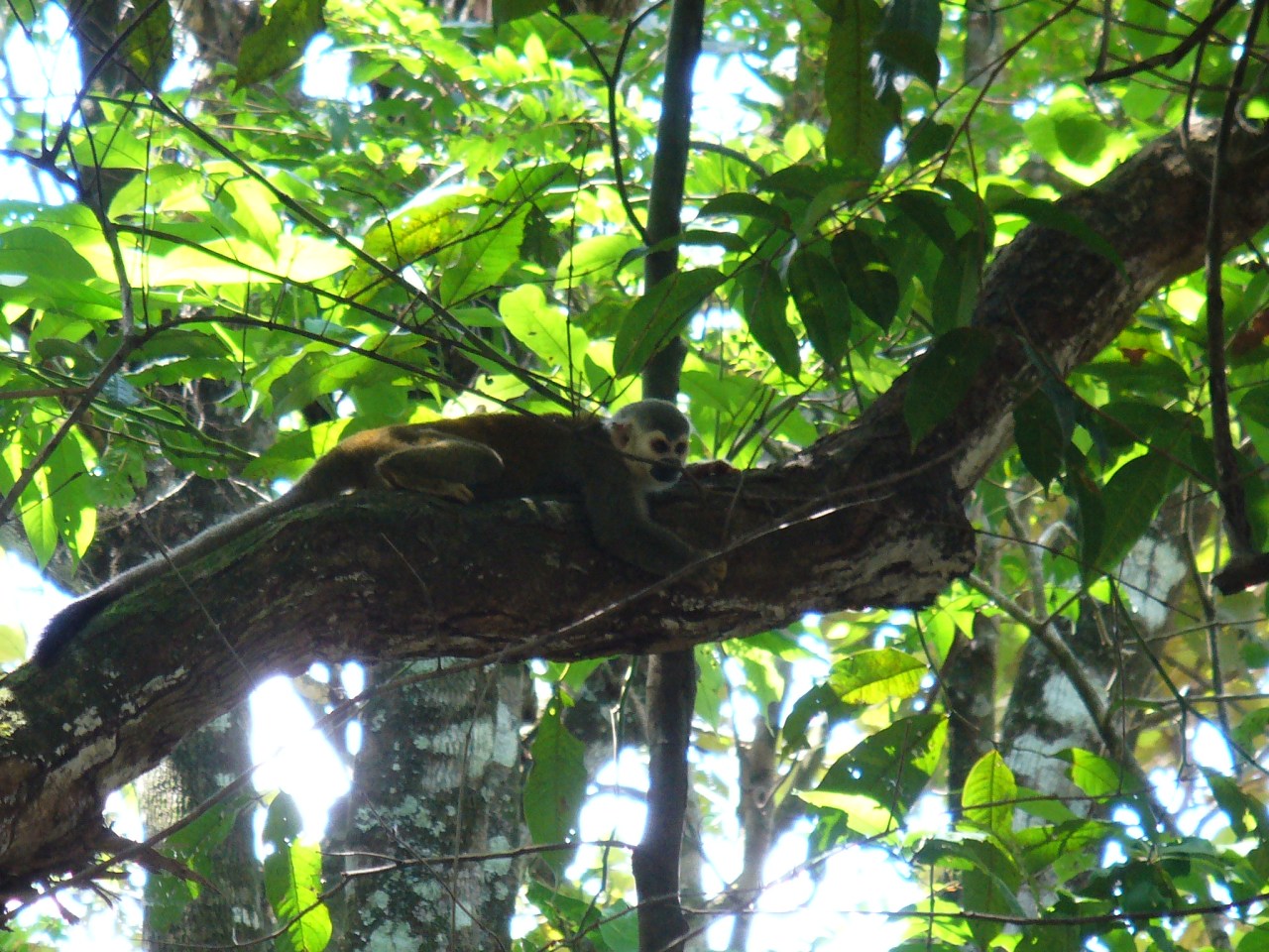 Monkey Forest Tales: How monkeys sleep? – zocayproject