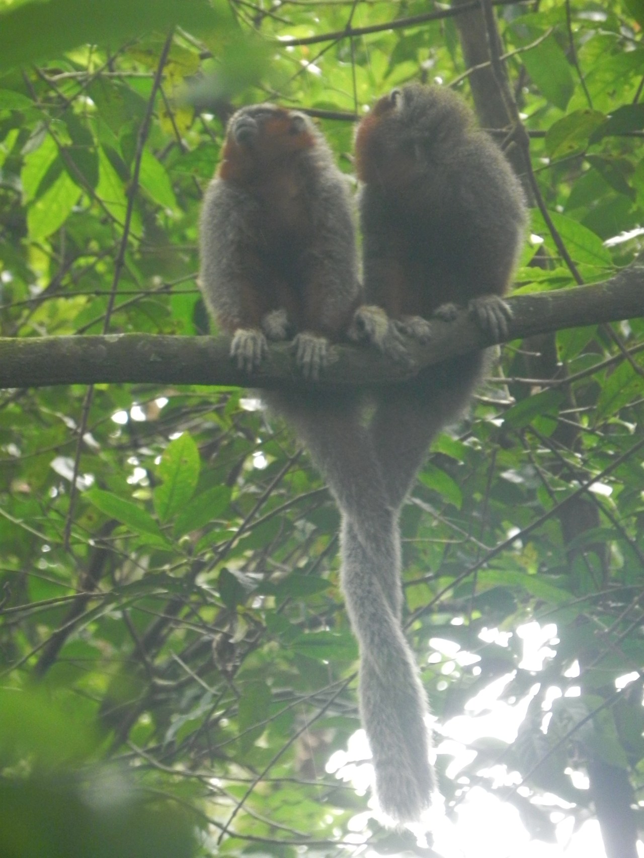Monkey Forest Tales: How monkeys sleep? – zocayproject